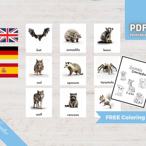 NOCTURNAL ANIMALS 24 Montessori Cards German Spanish Flash Card ...