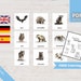 NOCTURNAL ANIMALS 24 Montessori Cards German Spanish Flash Card ...