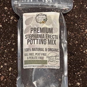 STEPHANIA ERECTA Premium Soil Less Potting Mix Oregon Licensed Nursery ...