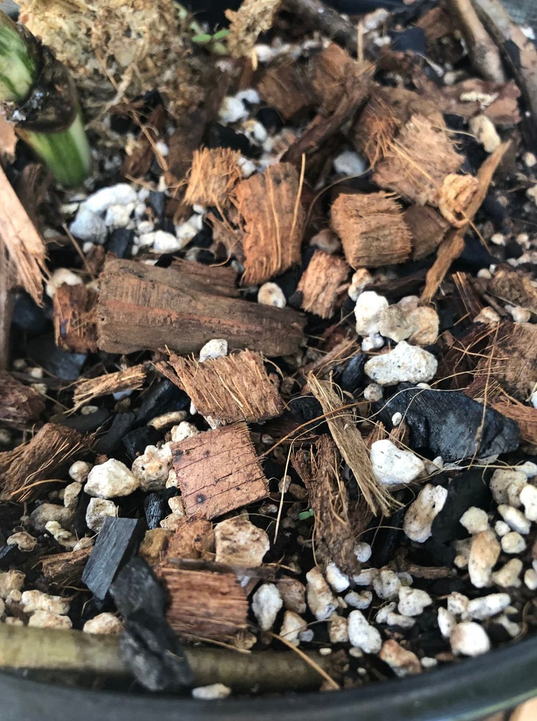 Hoya Premium Soil Less Potting Mix Oregon Licensed Nursery - - Etsy