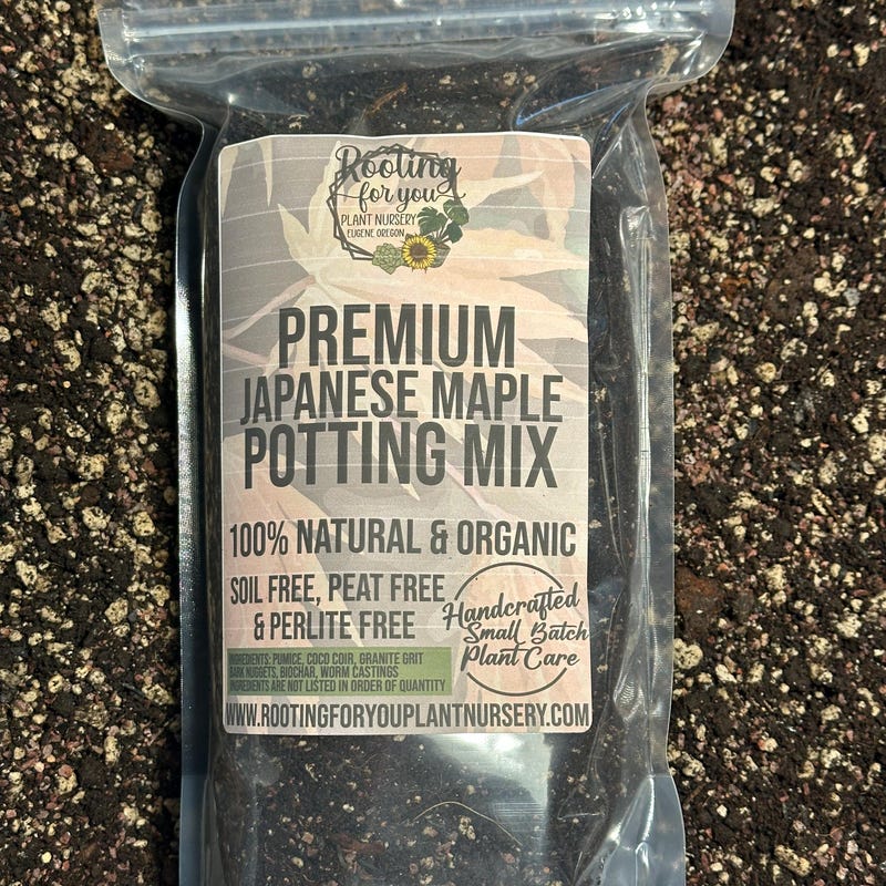 Japanese Maple for Bonsai - Etsy