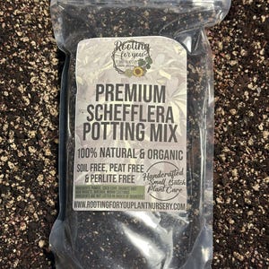 SCHEFFLERA Premium Soil Less Potting Mix Oregon Licensed Nursery - - Etsy