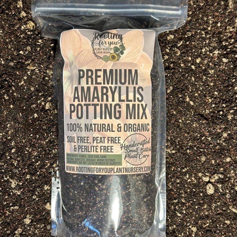 Amaryllis Bulb to Plant - Etsy