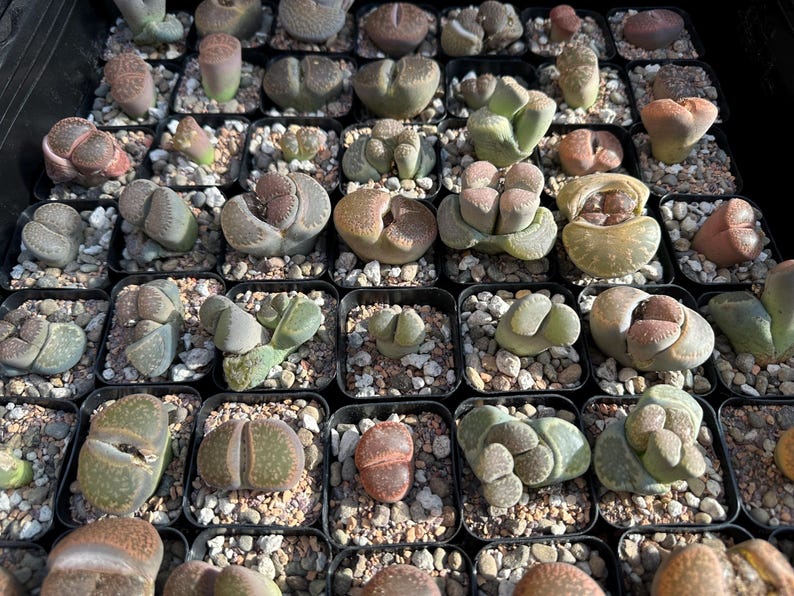 Lithops Mystery Box Living Stone Succulent in Our Premium Lithops Mix ...