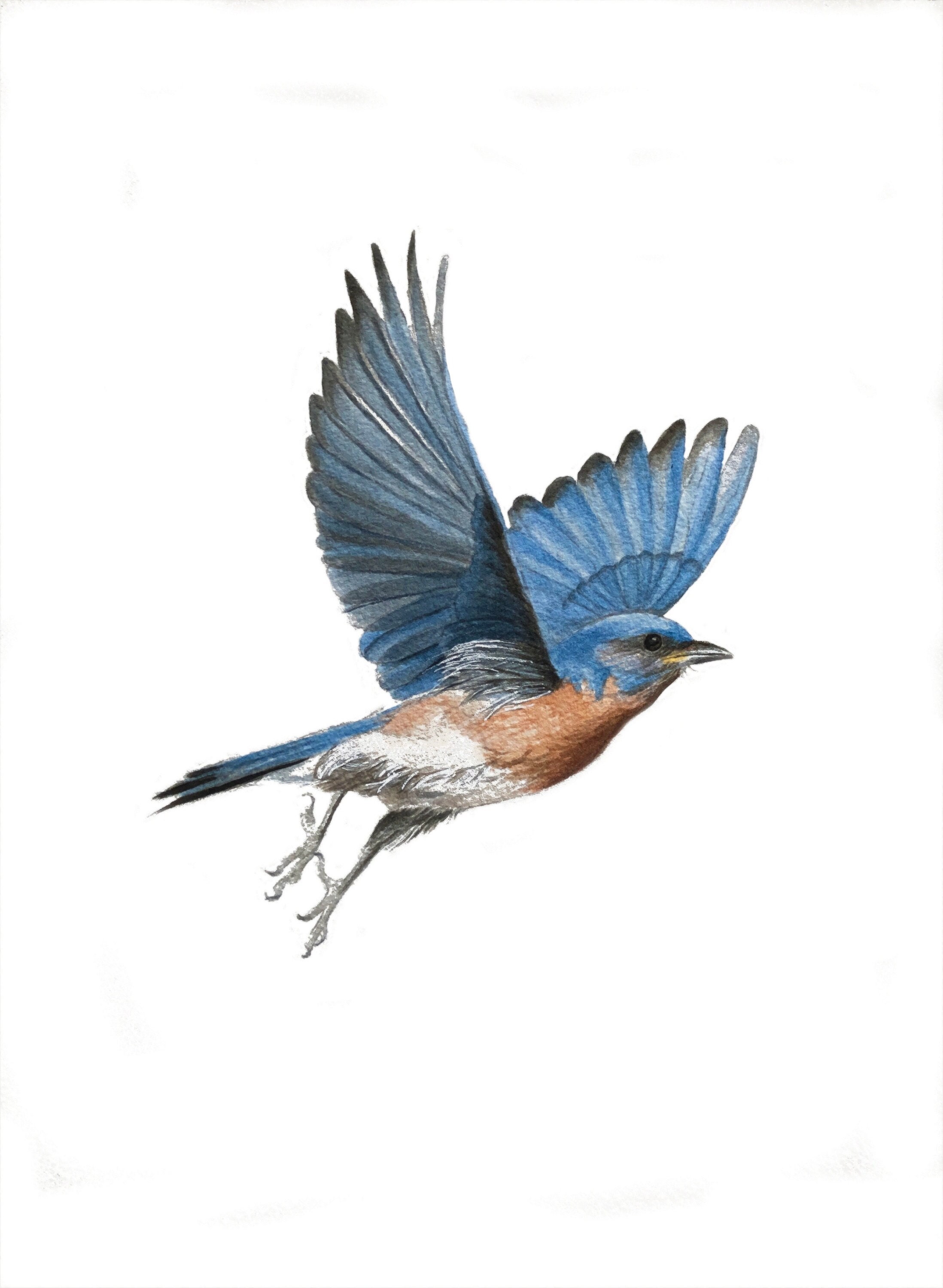 Bluebird Flying, Archival Print - Etsy