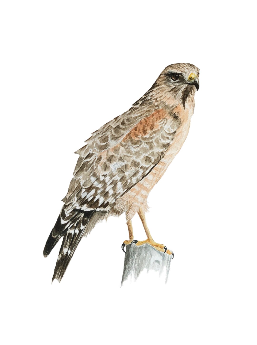 Red-shouldered Hawk, Original Watercolor Painting - Etsy