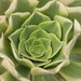 Aeonium Golden Maybach Rare Imported Succulent 3 in Diameter With 2 ...