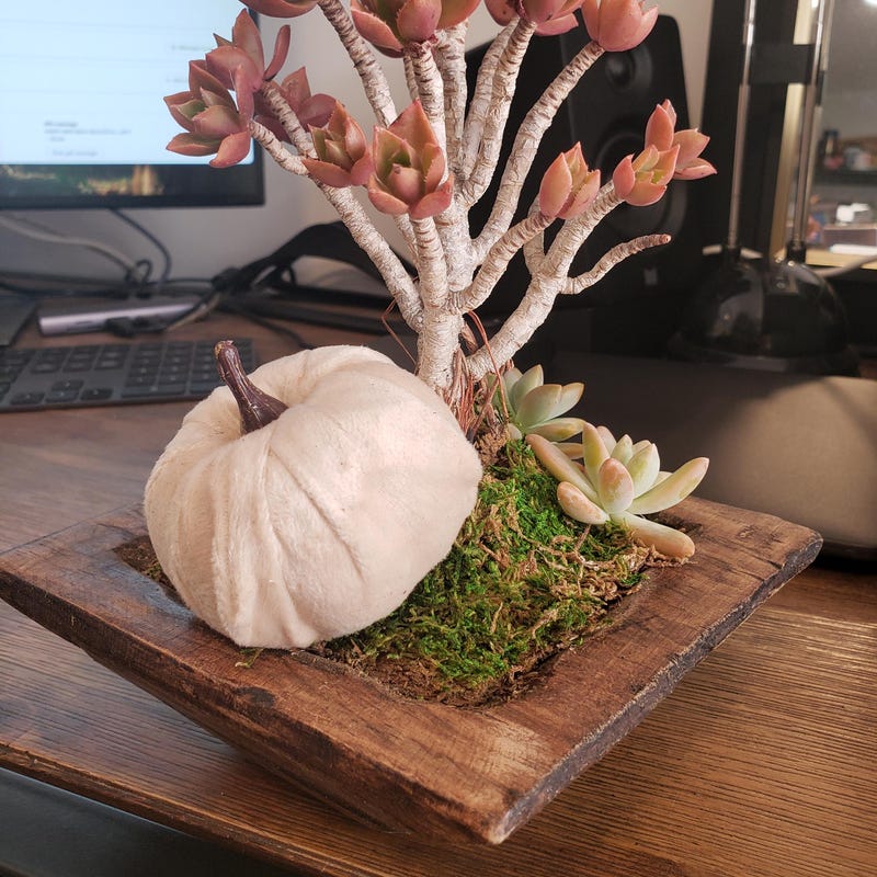 Succulent Arrangement - Etsy