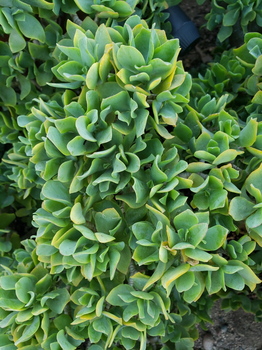 Curly Jade Succulent Cuttings (3 - 5 Inches, Set of 3) Fire Resistant ...