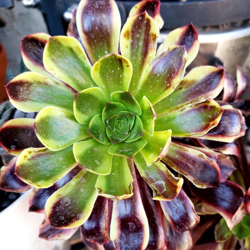 Aeonium - Etsy