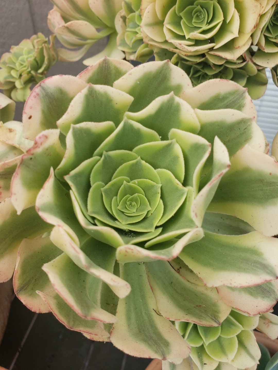 Aeonium Golden Maybach Rare Imported Succulent 3 in Diameter With 2 ...