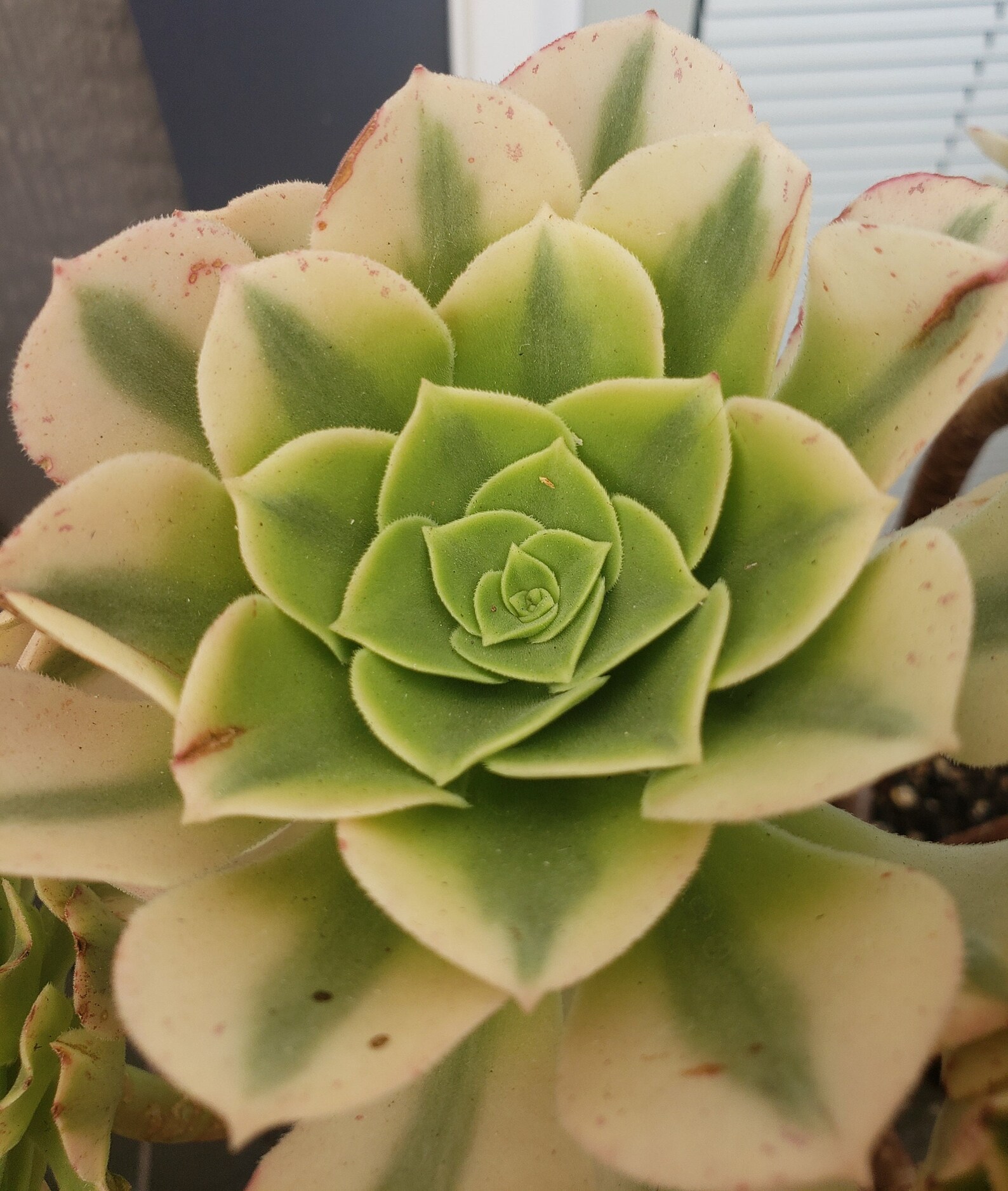 Aeonium Golden Maybach Rare Imported Succulent 3 in Diameter With 2 ...