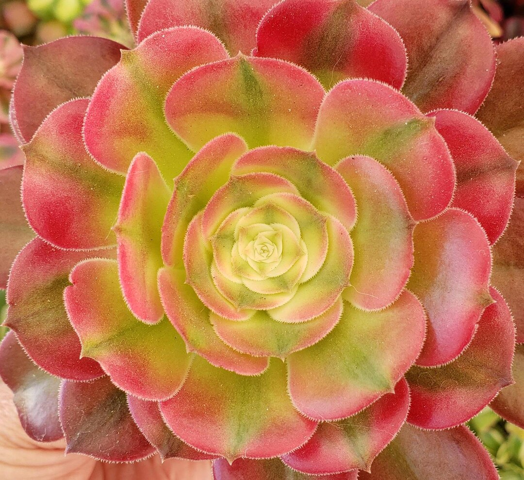 Succulent - Aeonium Perfume Concubine/ Xing Fei - Rare - Imported ...