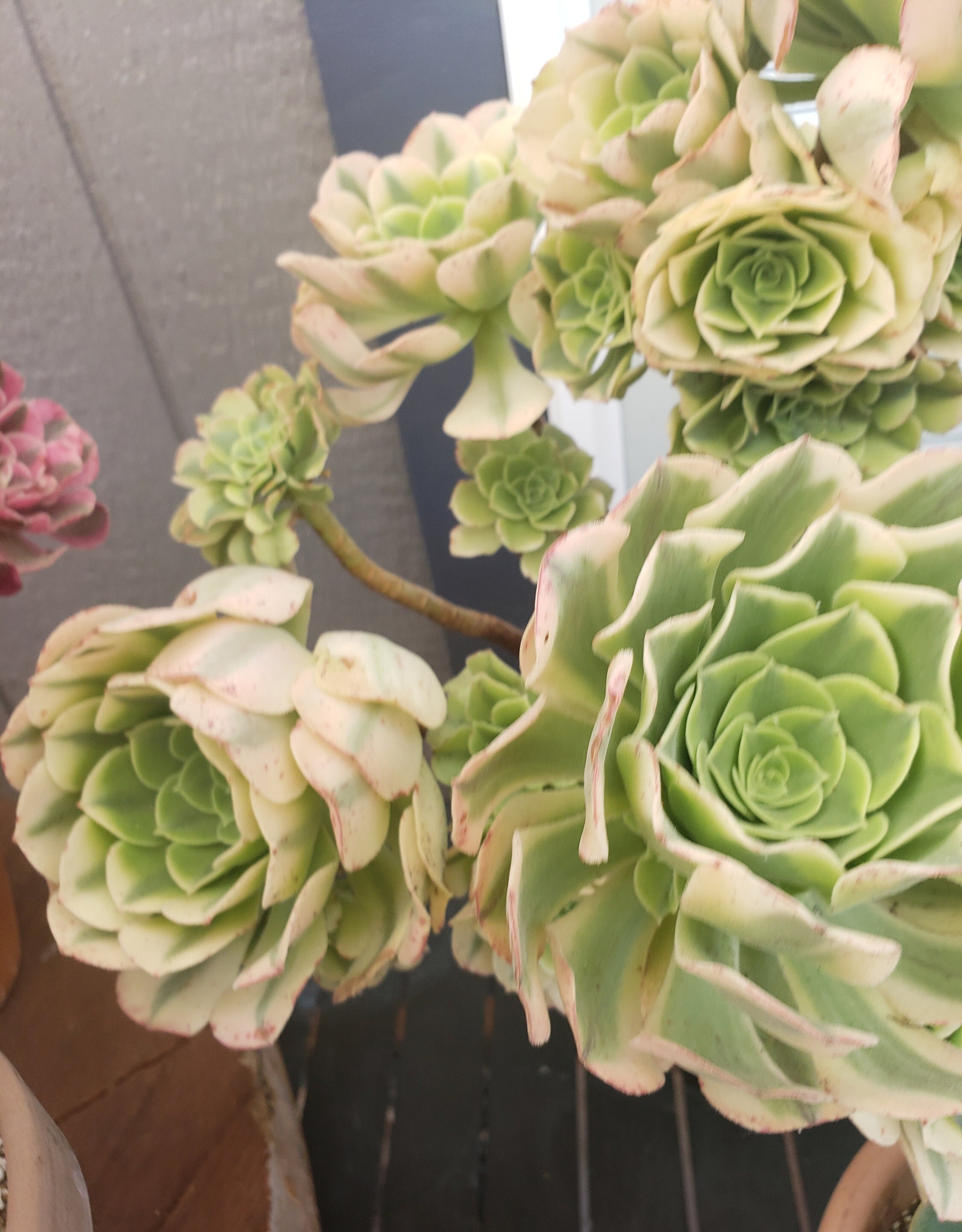 Aeonium Golden Maybach Rare Imported Succulent 3 in Diameter With 2 ...