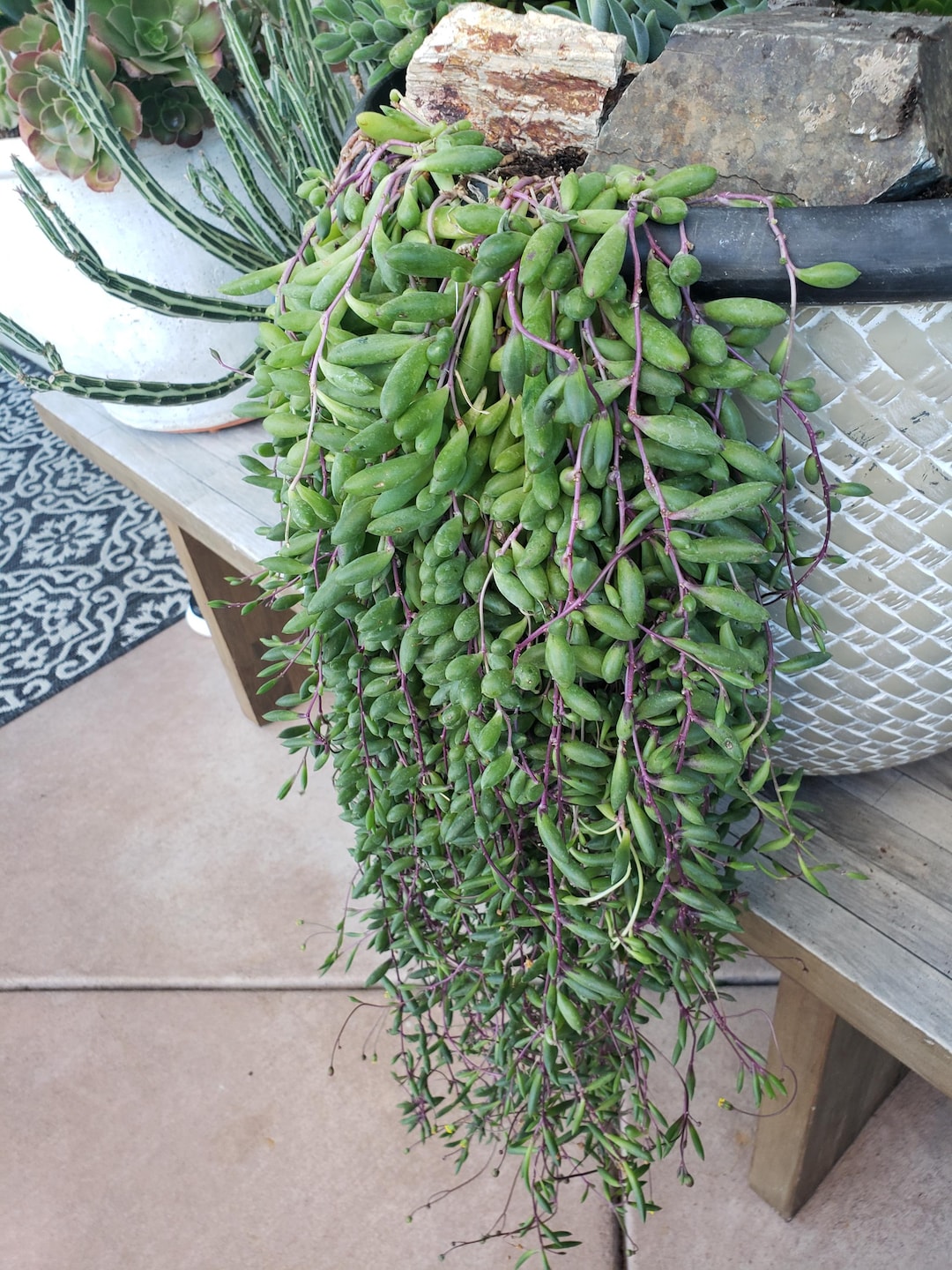Succulent - String of Ruby Necklace - 21" Long - 10 Strings - Etsy