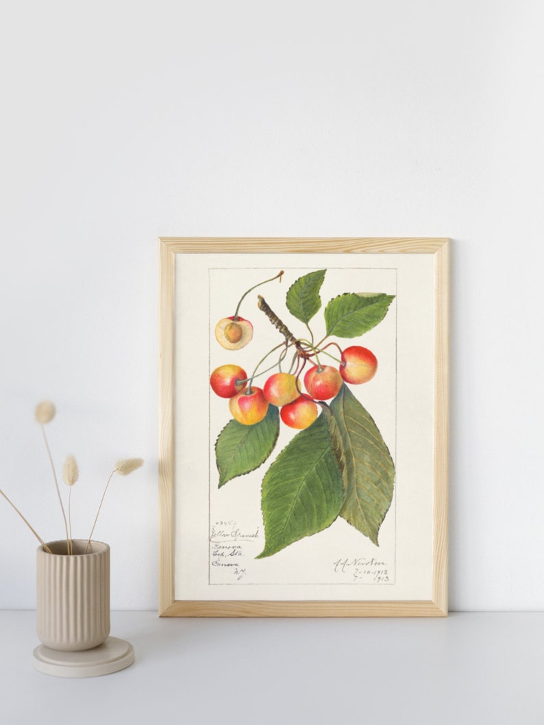 Vintage Fruit Art Prints: Set of 3 - Etsy