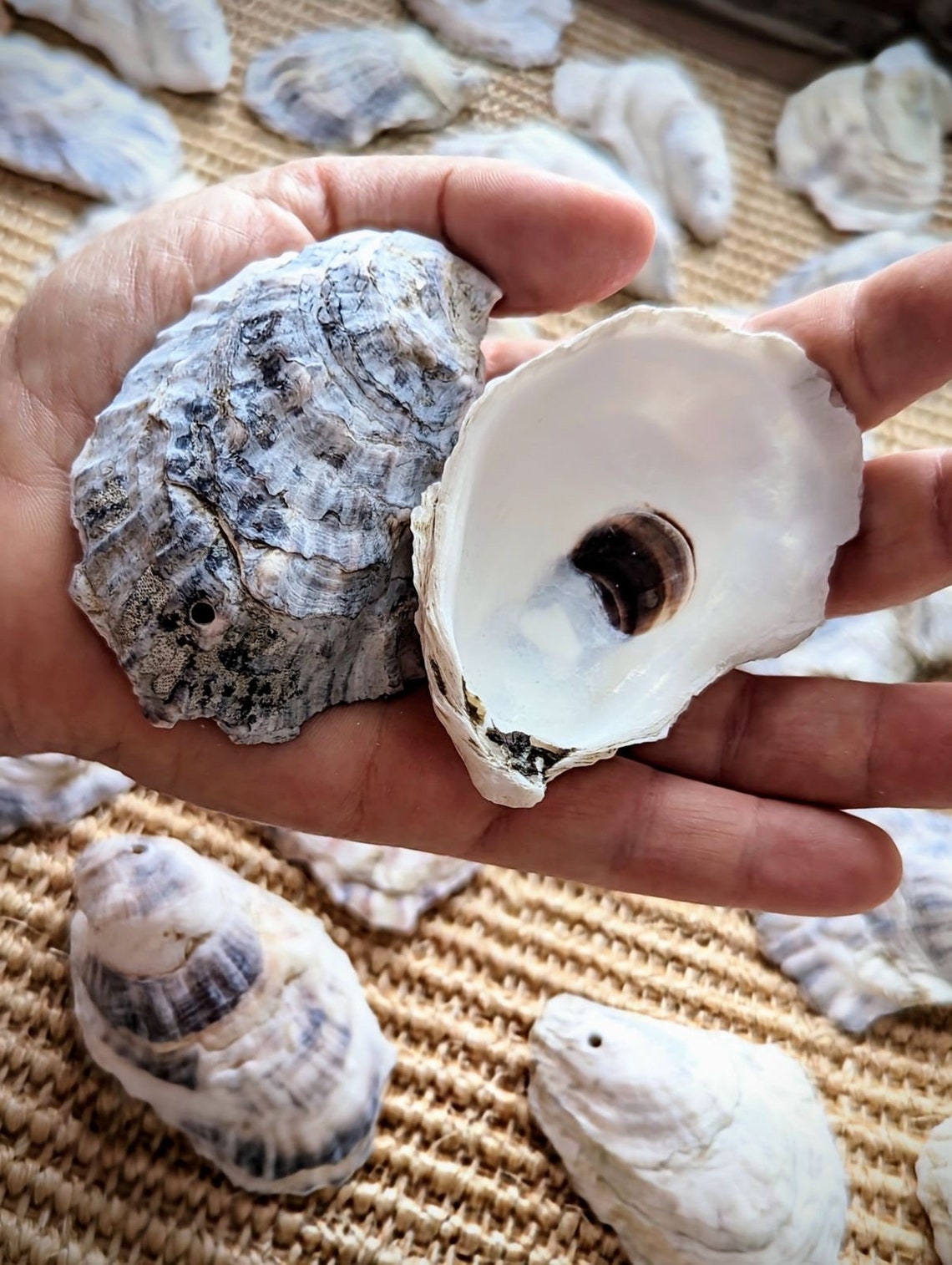 6-shell Natural Look - Etsy