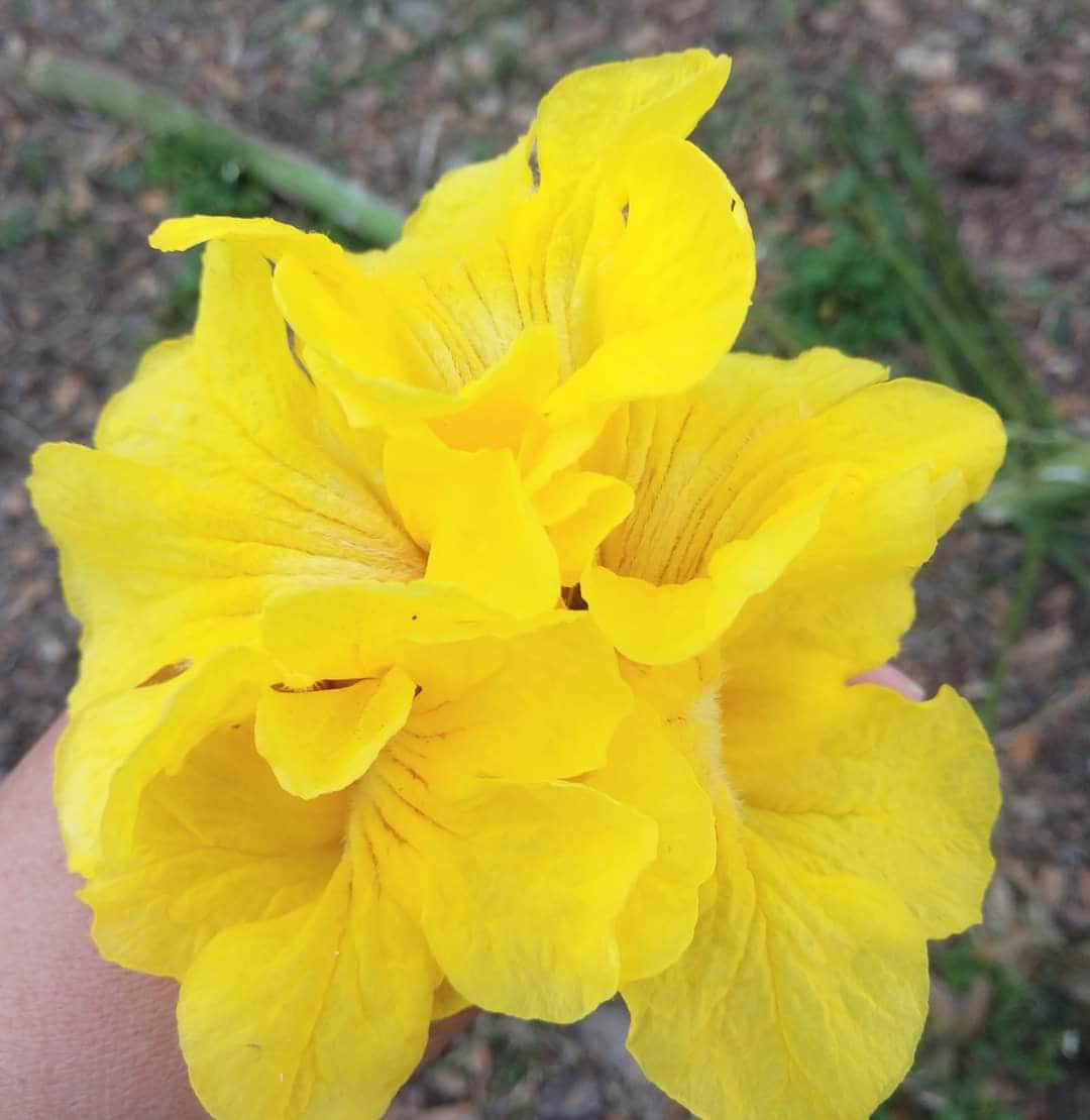 Yellow Tabebuia Tree, Golden Trumpet Tree, Yellow Handroanthus ...