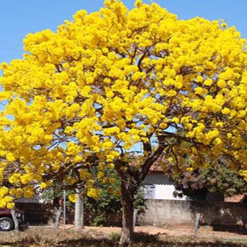 Yellow Tabebuia Tree, Golden Trumpet Tree, Yellow Handroanthus ...