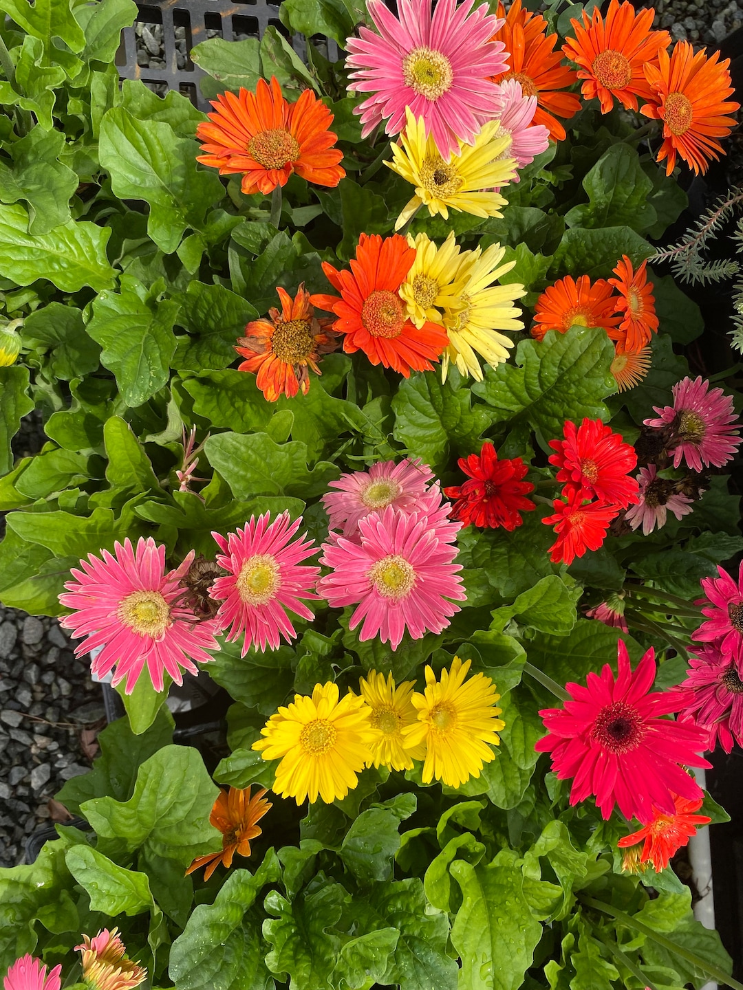 Gerber Daisy LIVE Plant With Roots perennial - Etsy Canada
