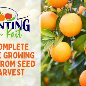 The Complete Orange Growing Guide: From Seed to Harvest - Etsy