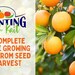 The Complete Orange Growing Guide: From Seed to Harvest - Etsy