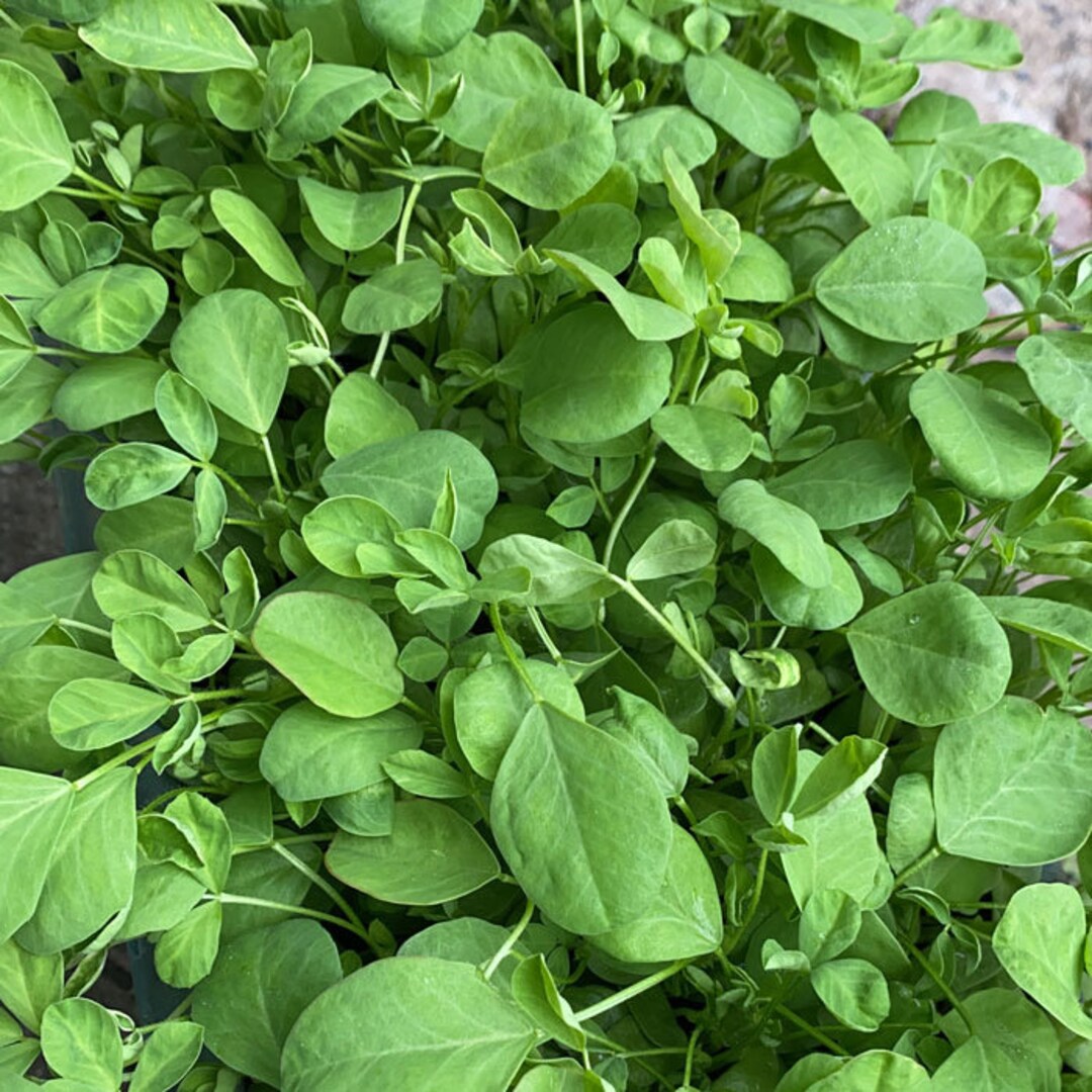 Fenugreek LIVE Plant With Roots - Etsy