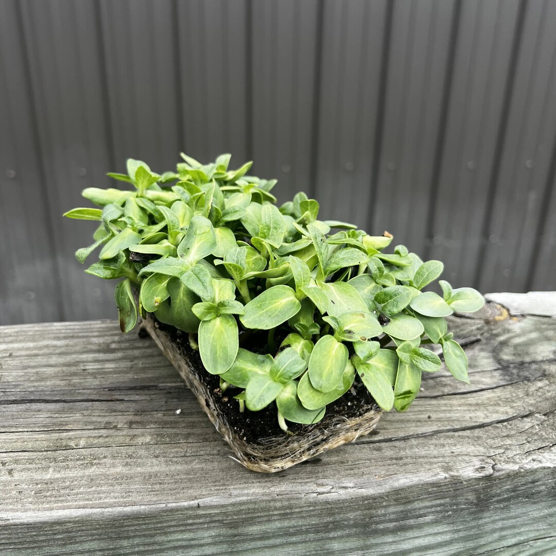 Black Oil Sunflower LIVE Plant Brick With Roots - Etsy