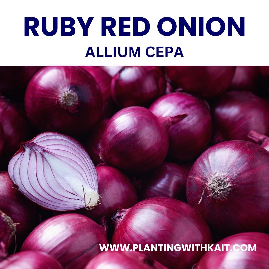 Ruby Red Onion Seeds allium Cepa - Etsy