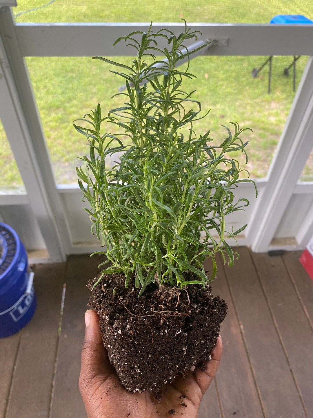 Rosemary LIVE Plant With Roots - Etsy