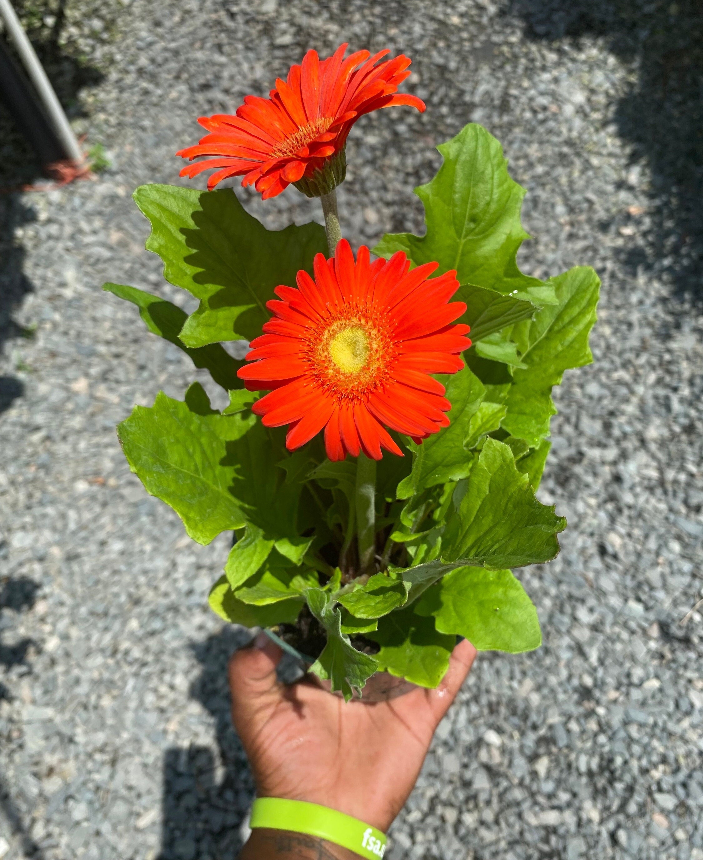 Gerber Daisy LIVE Plant With Roots perennial - Etsy Canada