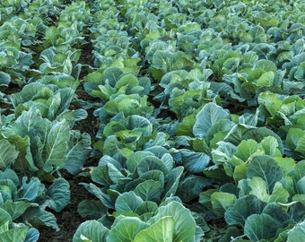 Georgia Southern Collard Greens Heirloom Premium Seed Packet - Etsy