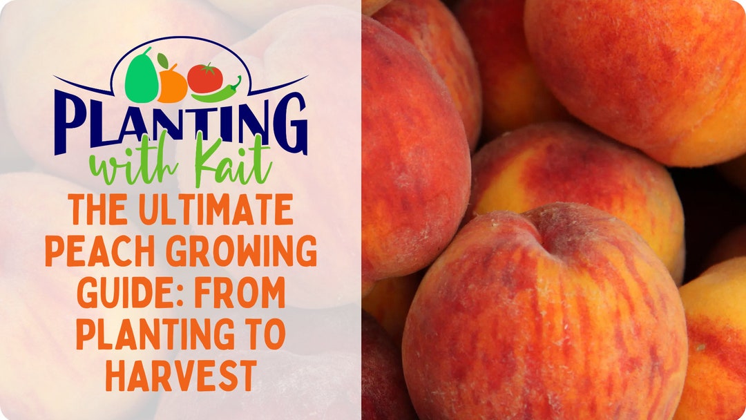 The Ultimate Peach Growing Guide: From Planting to Harvest - Etsy