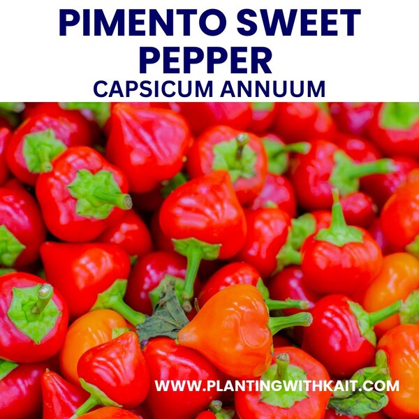 Pimento Pepper Plant - Etsy