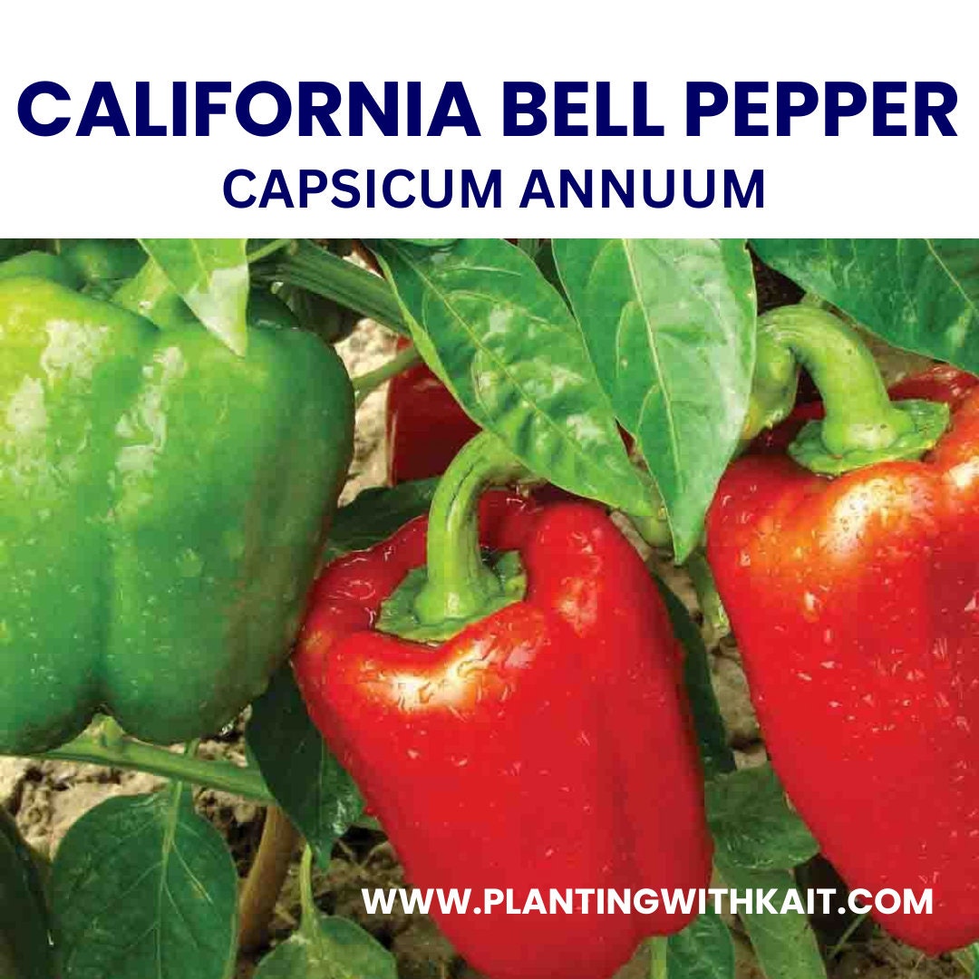 Organic/nontreated Heirloom California Bell Pepper Seeds capsicum ...