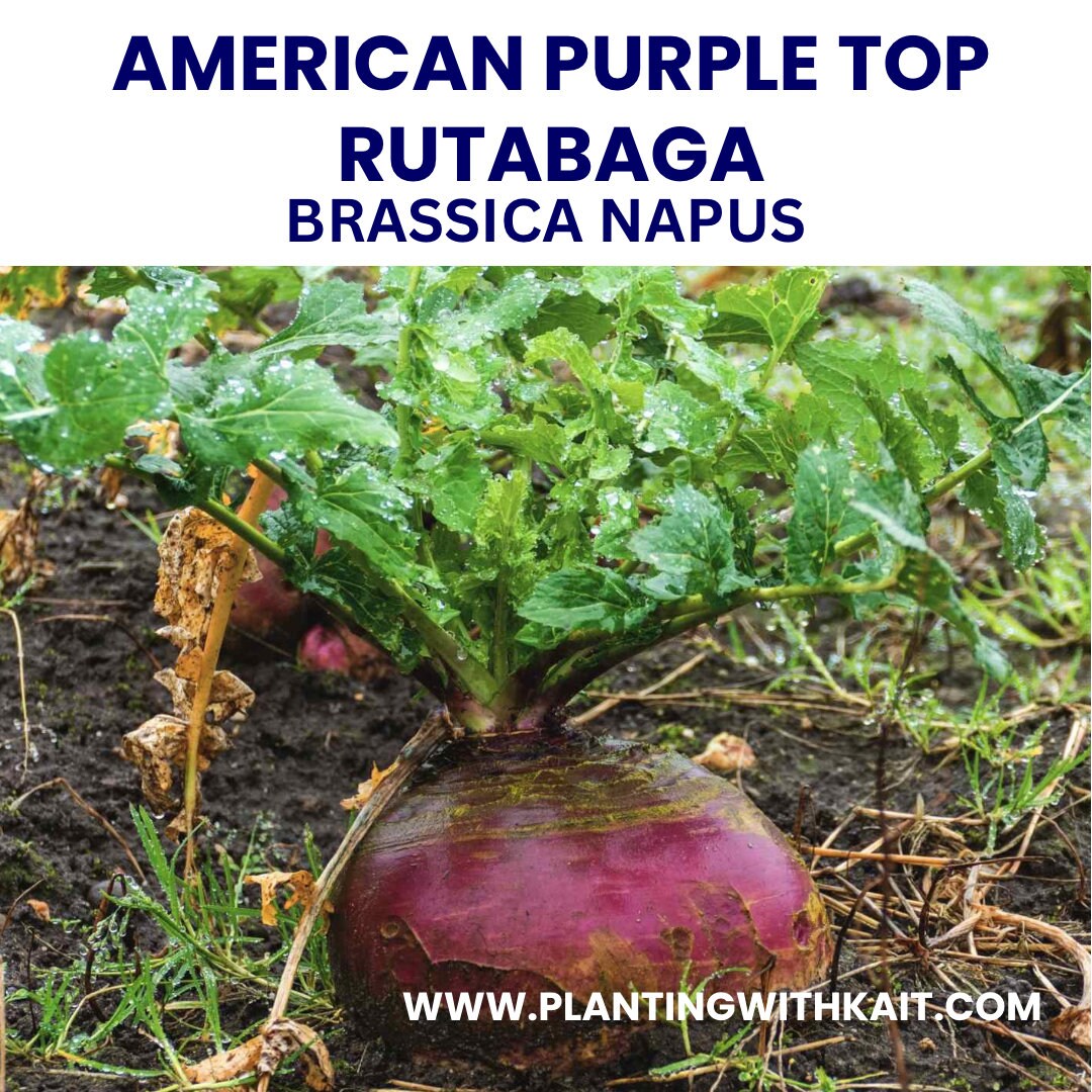 Organic Nontreated American Purple Top Rutabaga Seeds Starter to Bulk ...