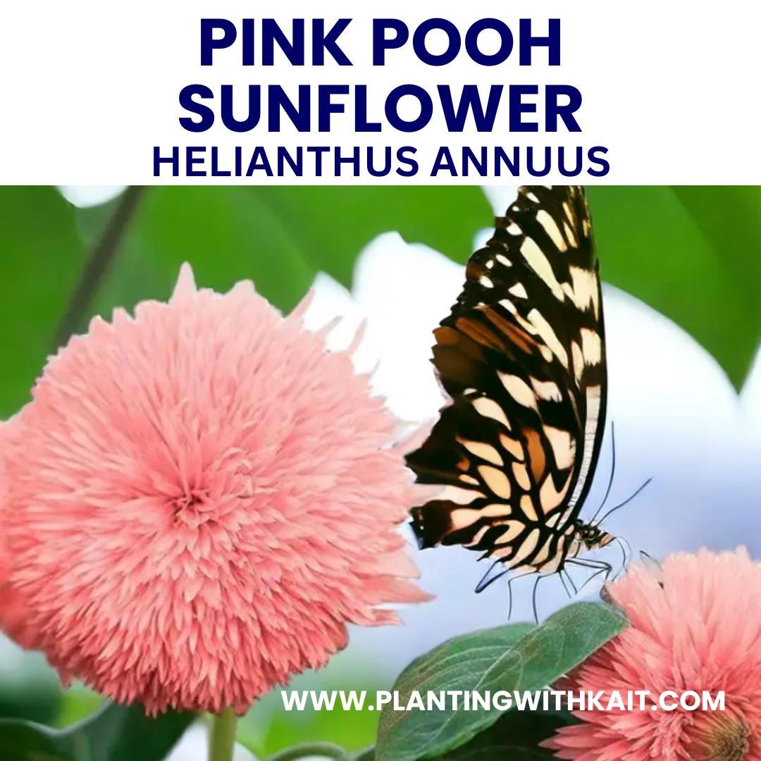 Organic Pink Pooh Sunflower Seeds helianthus Annuus Rare Pink Sunflower ...