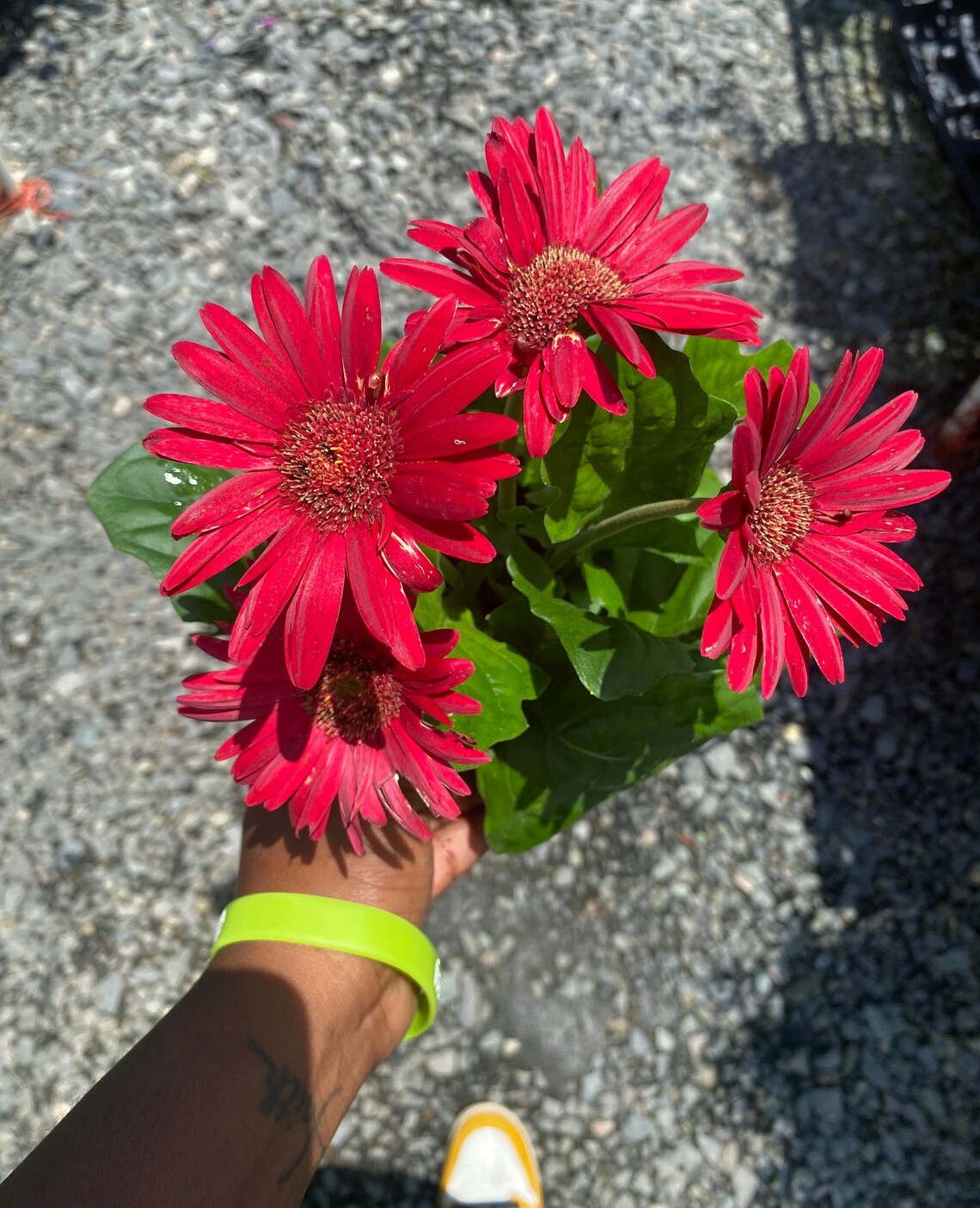 Gerber Daisy LIVE Plant With Roots perennial - Etsy Canada