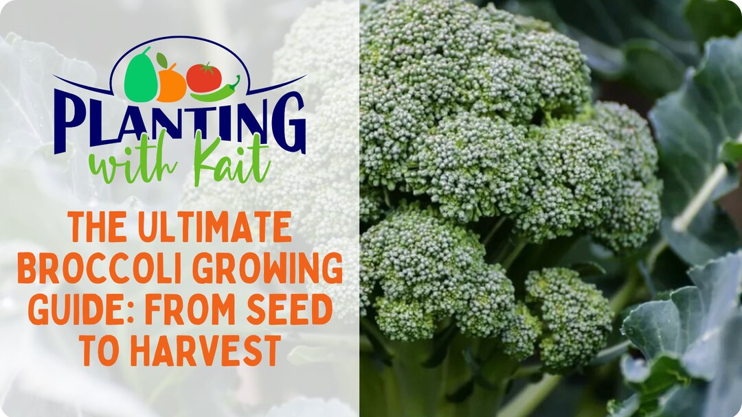 The Ultimate Broccoli Growing Guide: From Seed to Harvest - Etsy