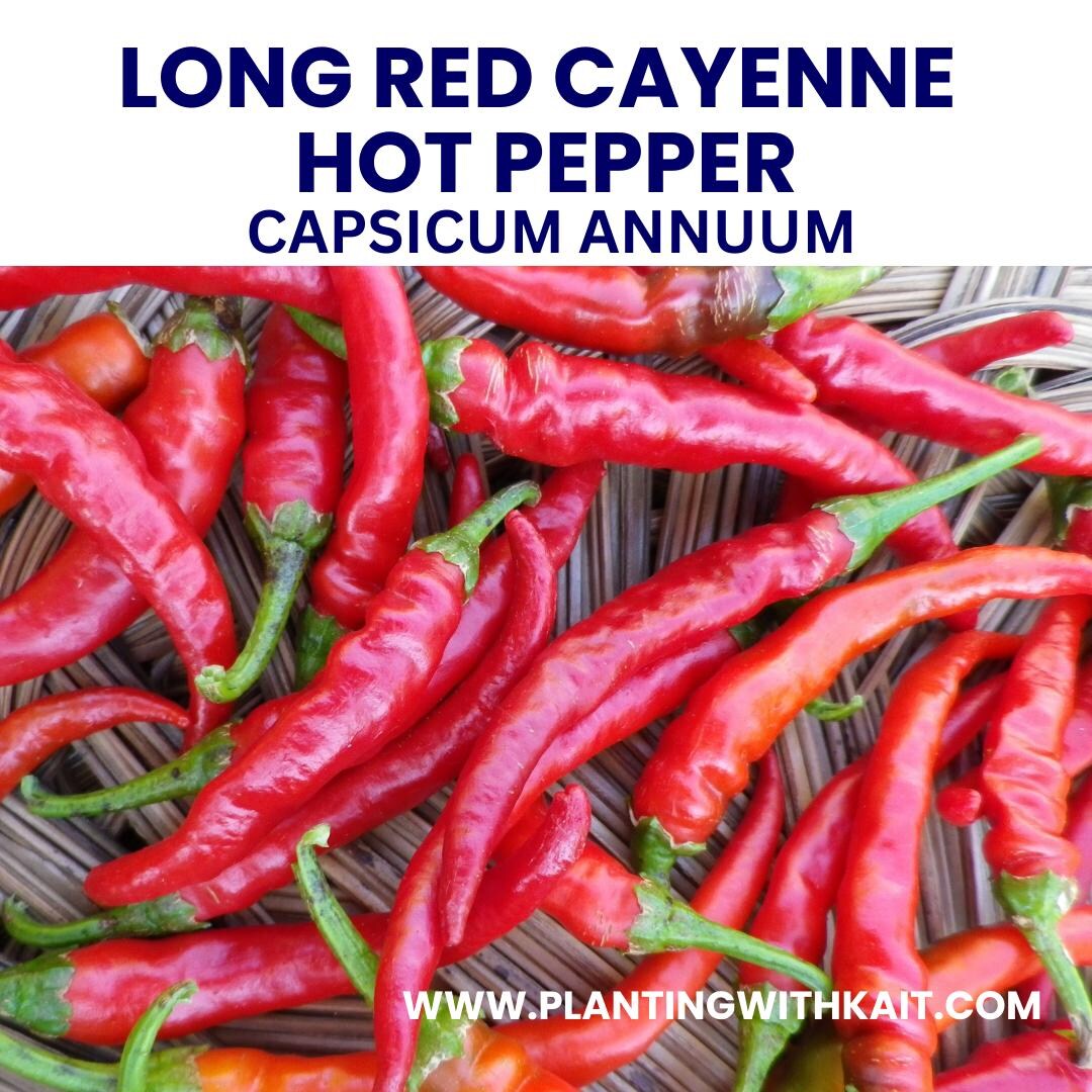 Long Red Cayenne Hot Pepper Seeds capsicum Annuum - Etsy