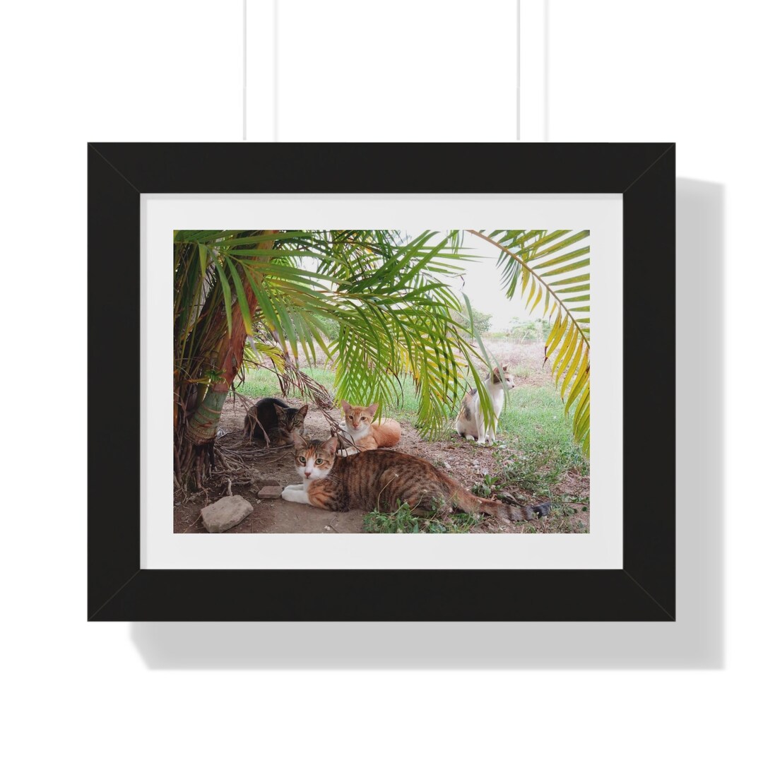4 Feral Cat Friends in Mexico, Feline Photography, Friendship & Nature ...
