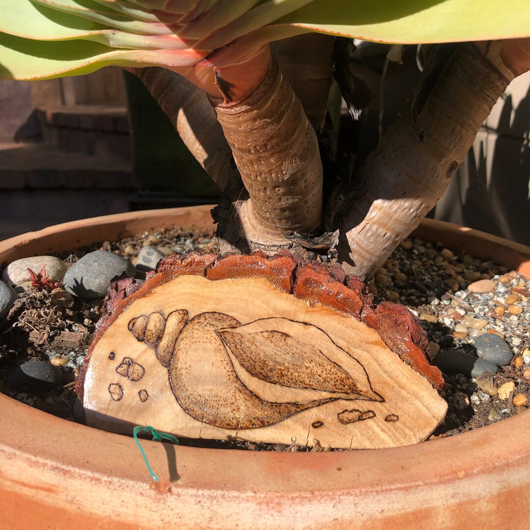 Conch Wood Burning Artwork - Etsy