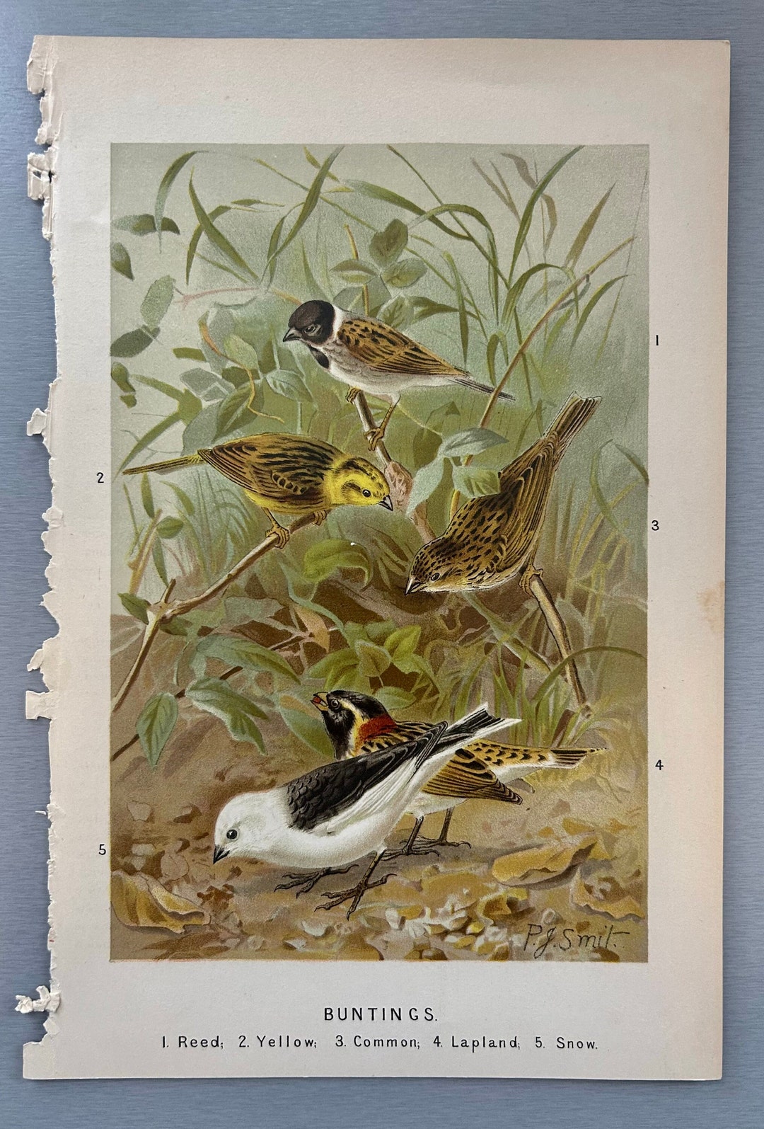 Buntings: Reed, Yellow, Common, Lapland, and Snow - Sought-after ...