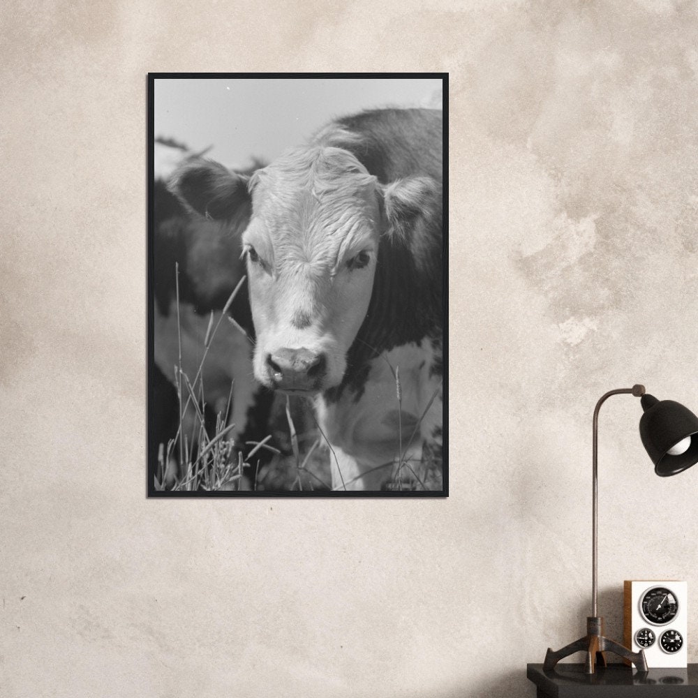 Yearling Cow Ranch Farm Vintage Black and White Photo Premium Matte Paper Black Pine Wooden ...