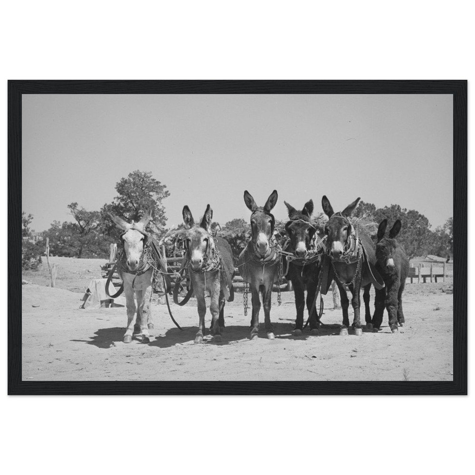 Team of Burros New Mexico Vintage Black and White Photo Premium Matte ...