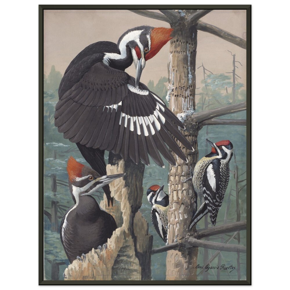 Pileated Woodpecker Woodpeckers Yellow Bellied Sapsucker Vintage Bird ...