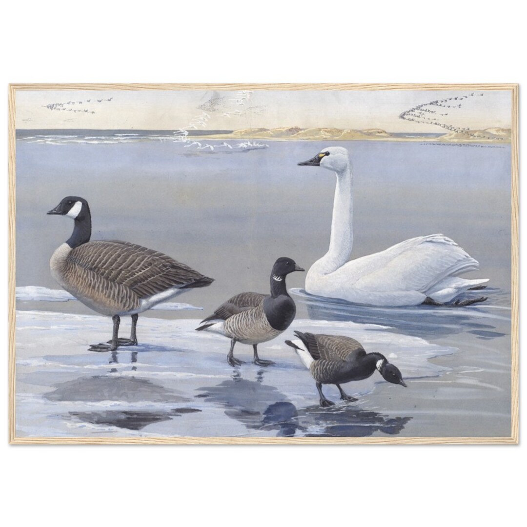 Whistling Swan Canadian Goose Black Brant Vintage Bird Art Reproduction ...