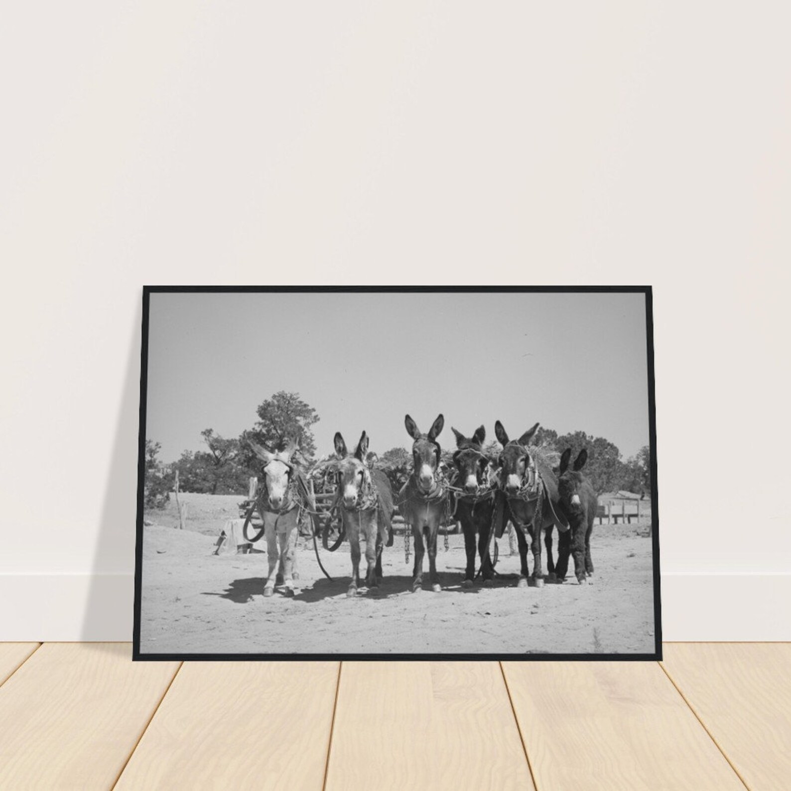 Team of Burros New Mexico Vintage Black and White Photo Premium Matte ...