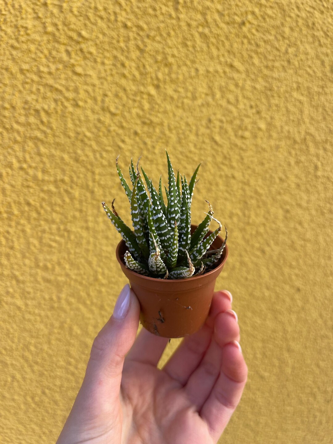 Zebra Haworthia 2” Potted and Rooted Mini Succulent - Haworthiopsis ...
