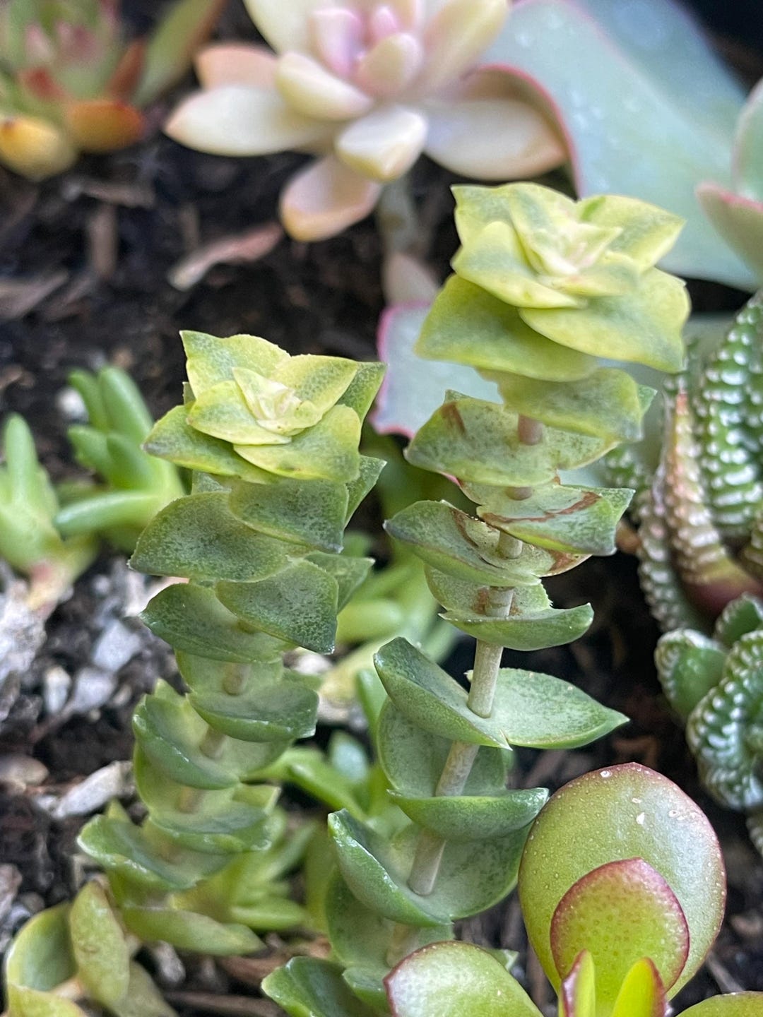 String of Buttons Trailing Succulent Cutting 2–3” - Crassula Perforata ...